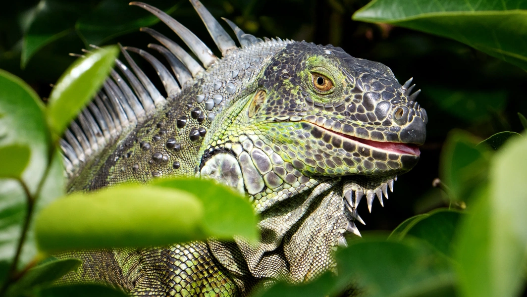 4 invasive lizards impacting US ecosystems
