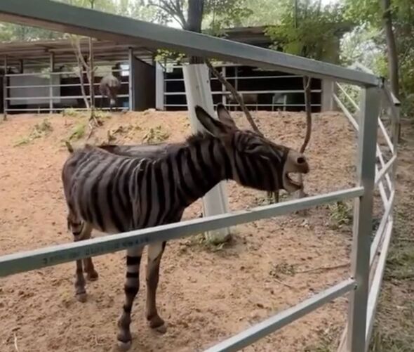 Chinese zoo paints donkey to look like zebra in viral video that has ...