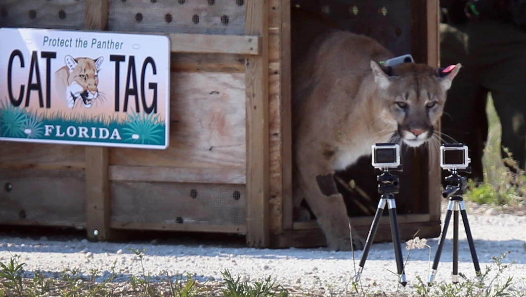 10 rare and endemic animals of the United States