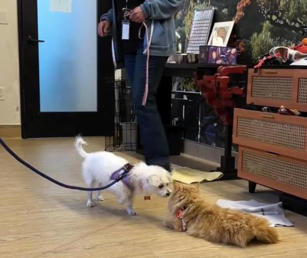 Cat clocks into work twice a month for the most important job at dog ...