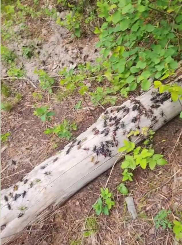 Biblical plague of cannibal crickets invades parts of the US sparking ...