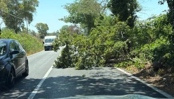 Alberi in strada su via di Pratica, senso unico alternato e sulla ...