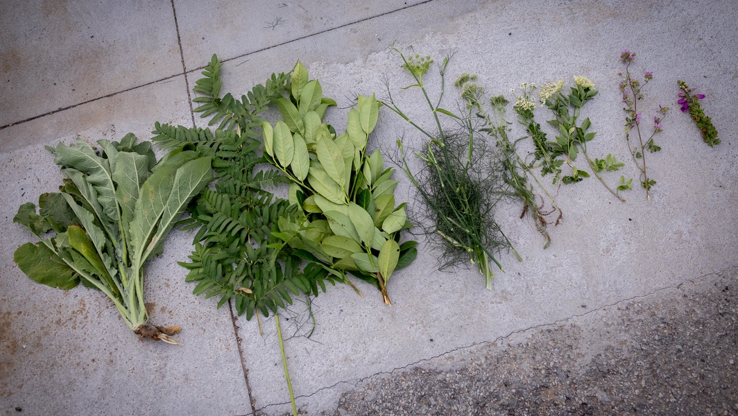 10 plants believed to ward off evil