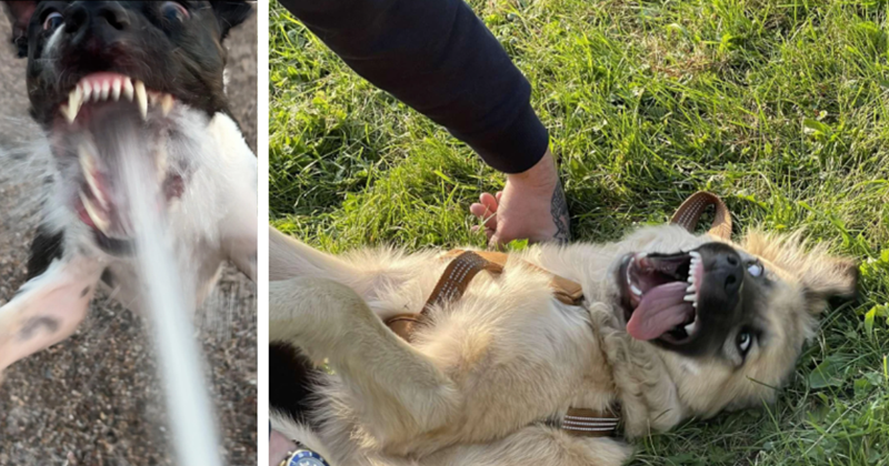21 howlariously unhinged doggos unleashing the dawg inside them