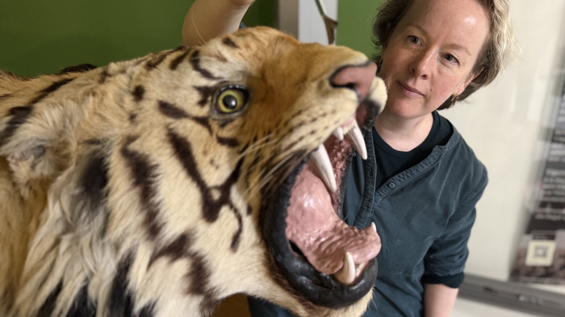Leeds City Museum experts earn their stripes with iconic tiger TLC