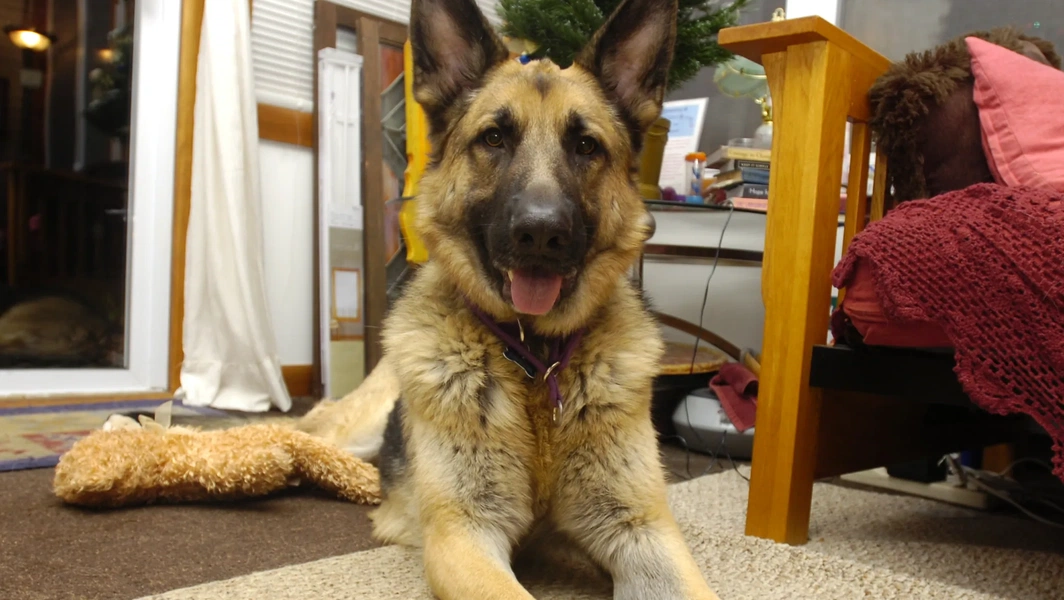 15 loyal large dog breeds