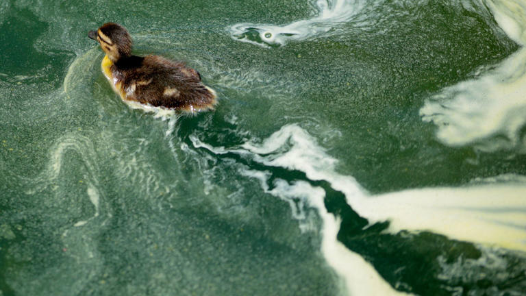 Green algae and floating “American flag blue” paint fuel scrutiny of ...