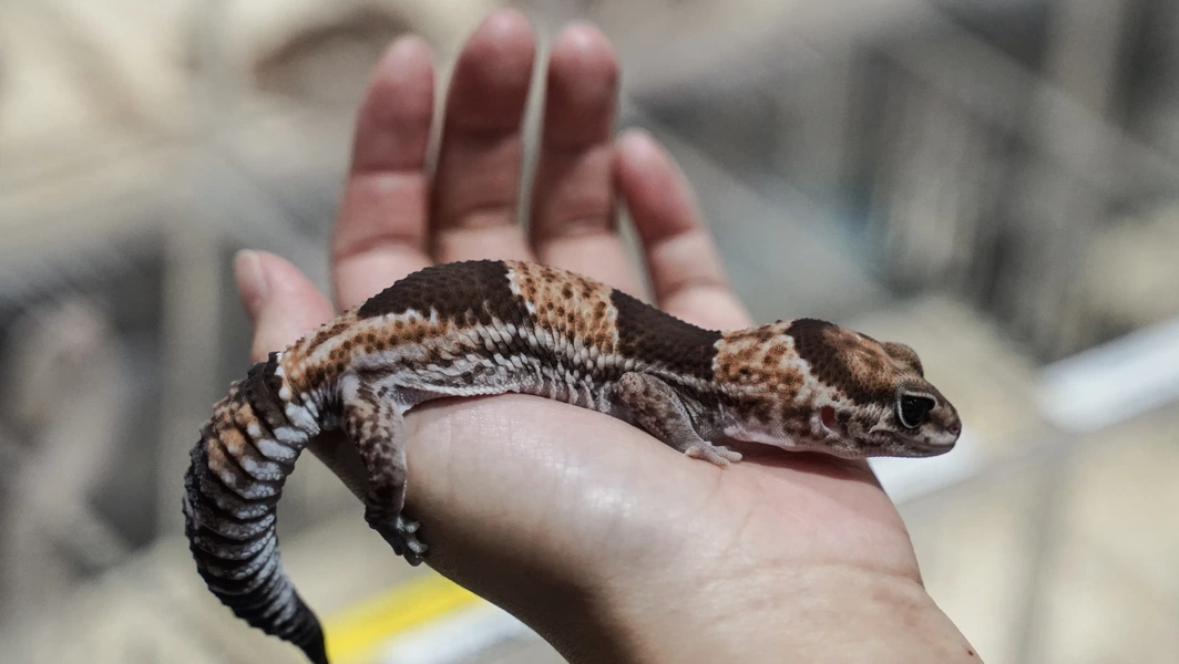 11 low-maintenance reptiles for beginner keepers