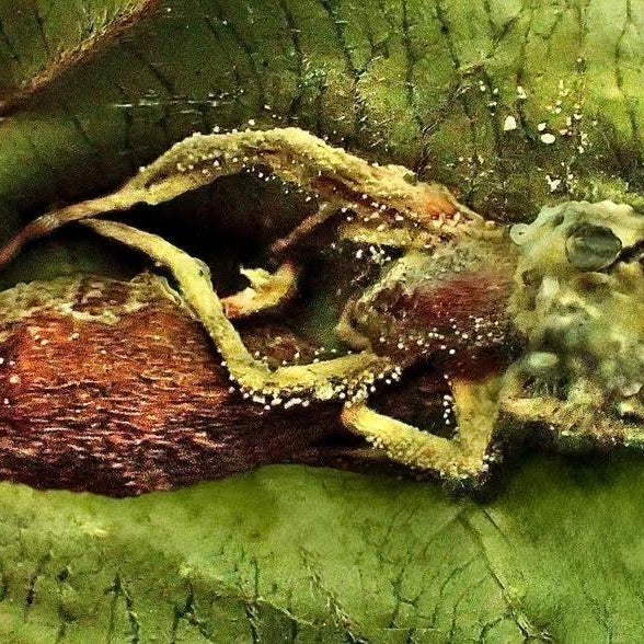 Scientists discover parasite that preys on insect-killing zombie fungus