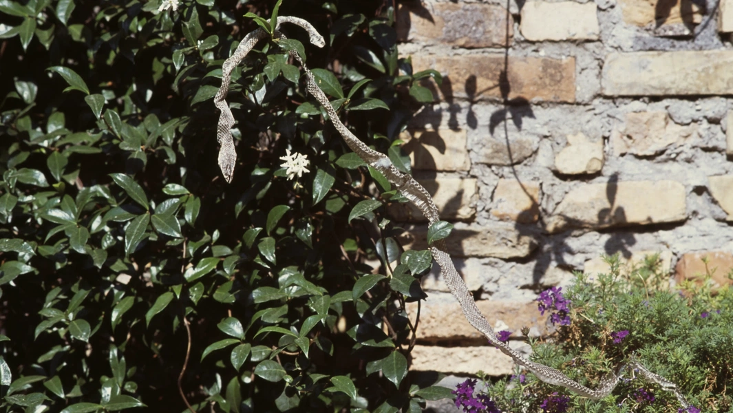 Safety and identification tips for shed snake skins
