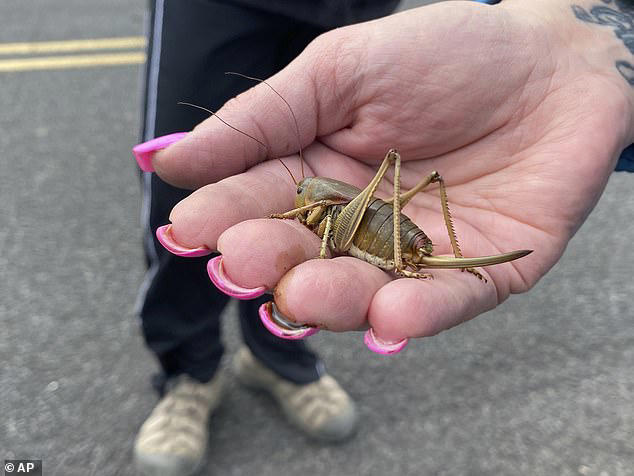 Biblical plague of cannibal crickets invades parts of the US sparking ...