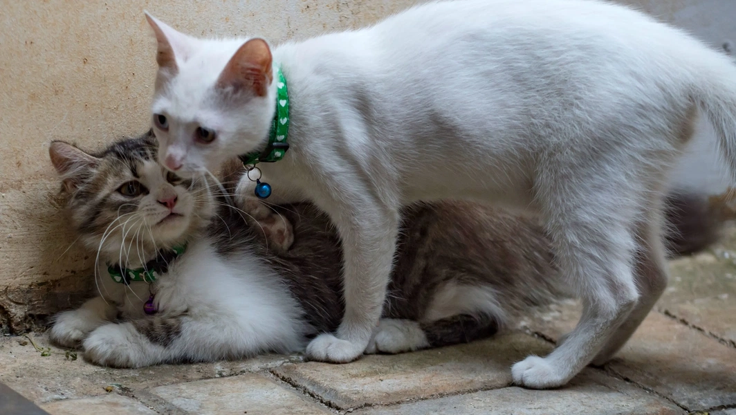 14 strange cat behaviors and their meanings