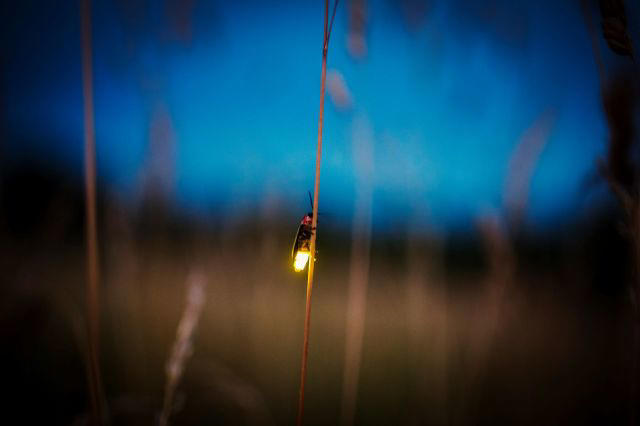 Lab-bred firefly mates with wild males for first time as scientists ...
