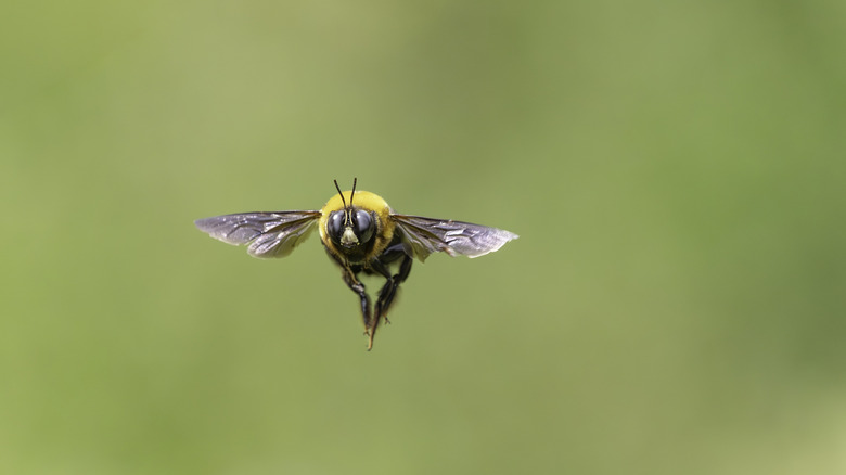 Why do carpenter bees hover?