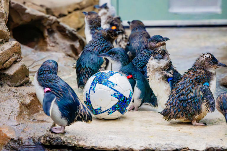 Video: Little blue penguins at Birch Aquarium show World Cup spirit