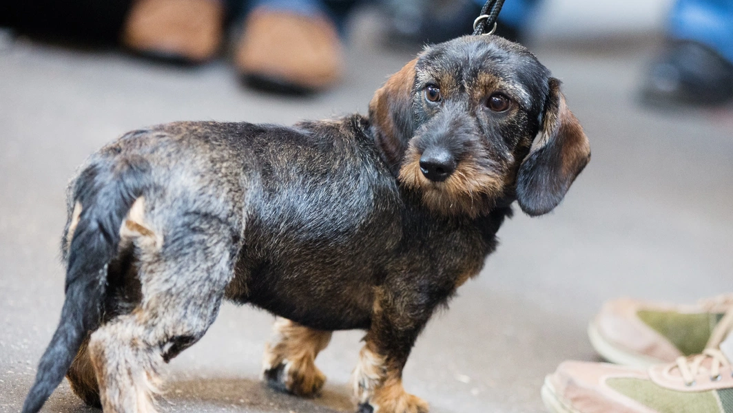 Viral dachshund moments captured online