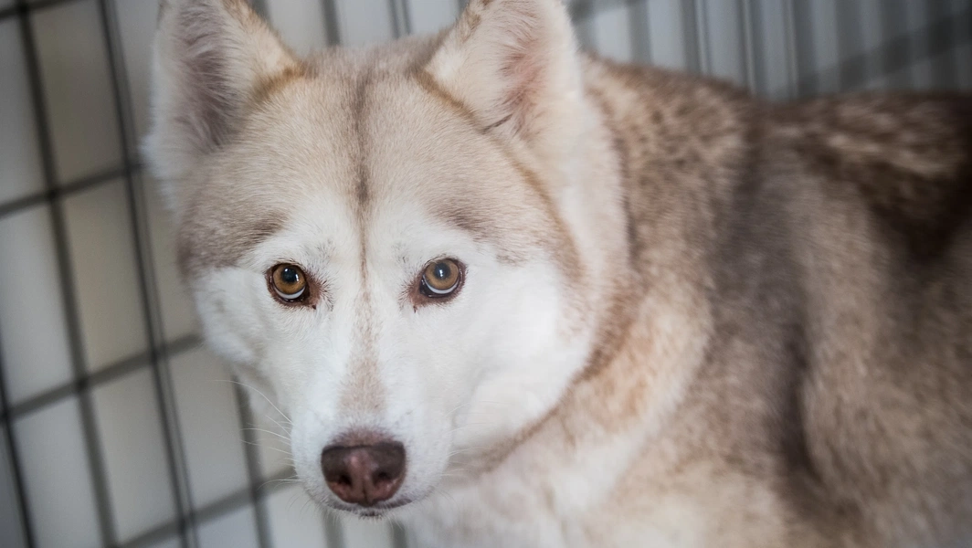 Experts flag common training mistakes that challenge husky owners