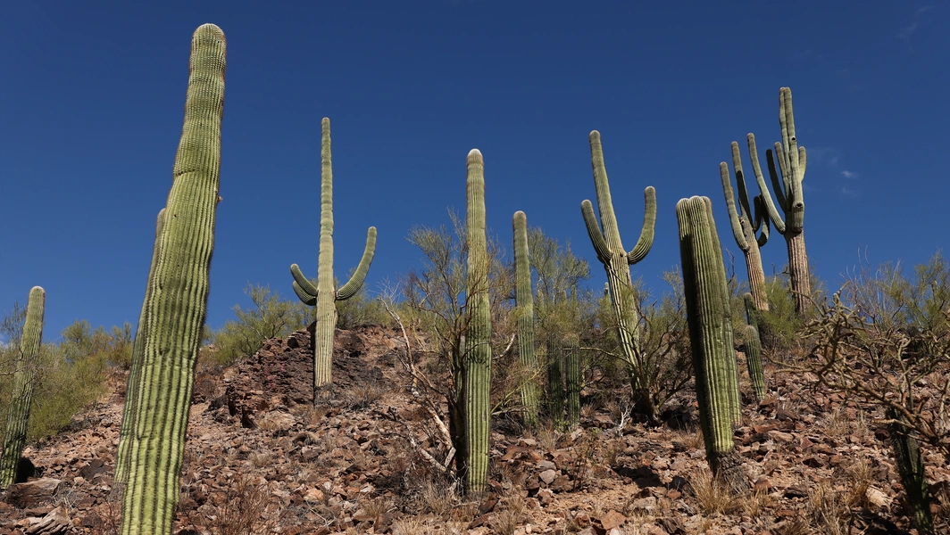 Arizona's legal protections for native plants