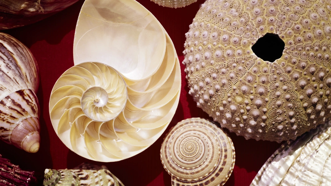 4 rare seashells prized by collectors