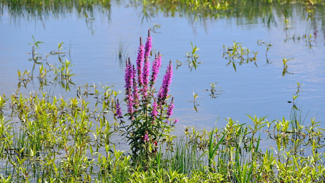 10 plants you’re not allowed to grow in the US