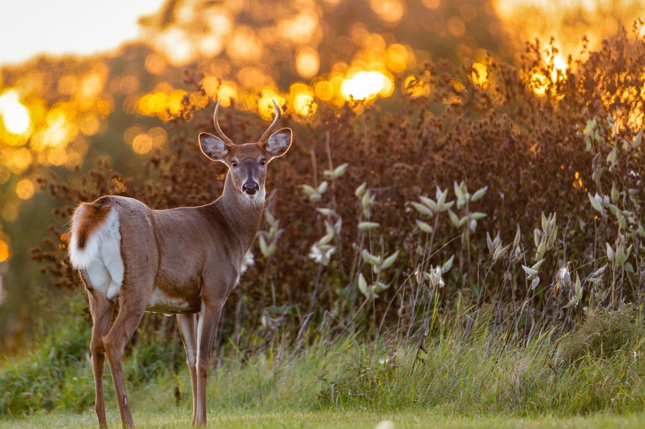 The real reason baiting debates are splitting deer hunting communities ...