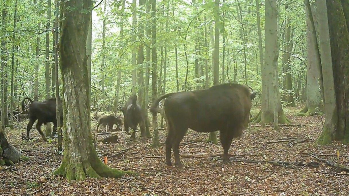 Watch bison herd defend a newborn calf from wolf attack in a primeval ...