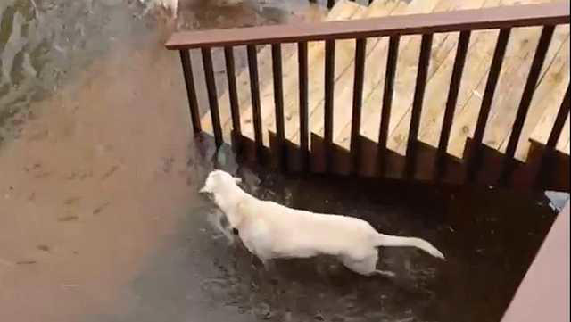 Watch two dogs in Mississippi have a blast splashing in floodwaters