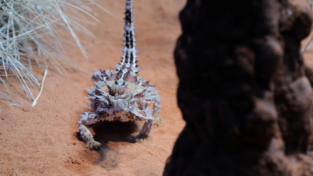 Animal adaptations to extreme weather in the US