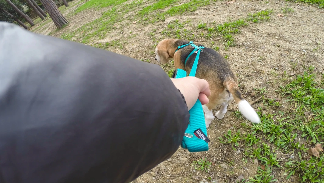 5 signs your dog wants space
