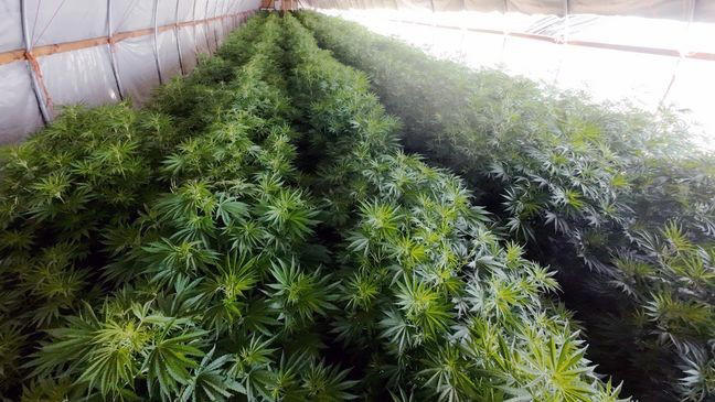 One arrested after 25,000 marijuana plants seized at illegal grow in ...