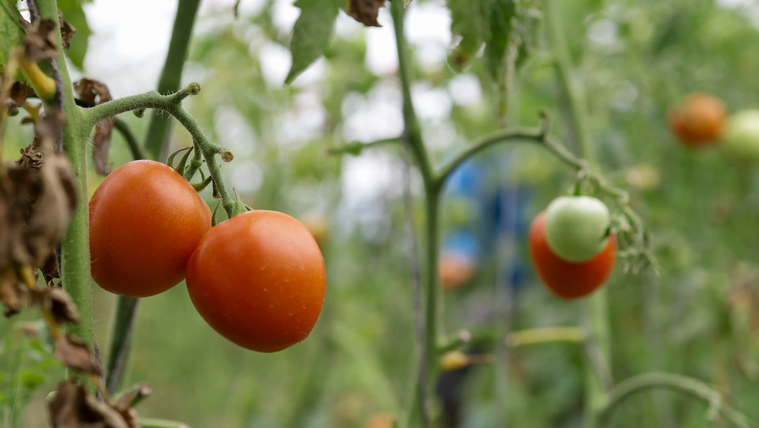 Tomato preparation and storage essentials