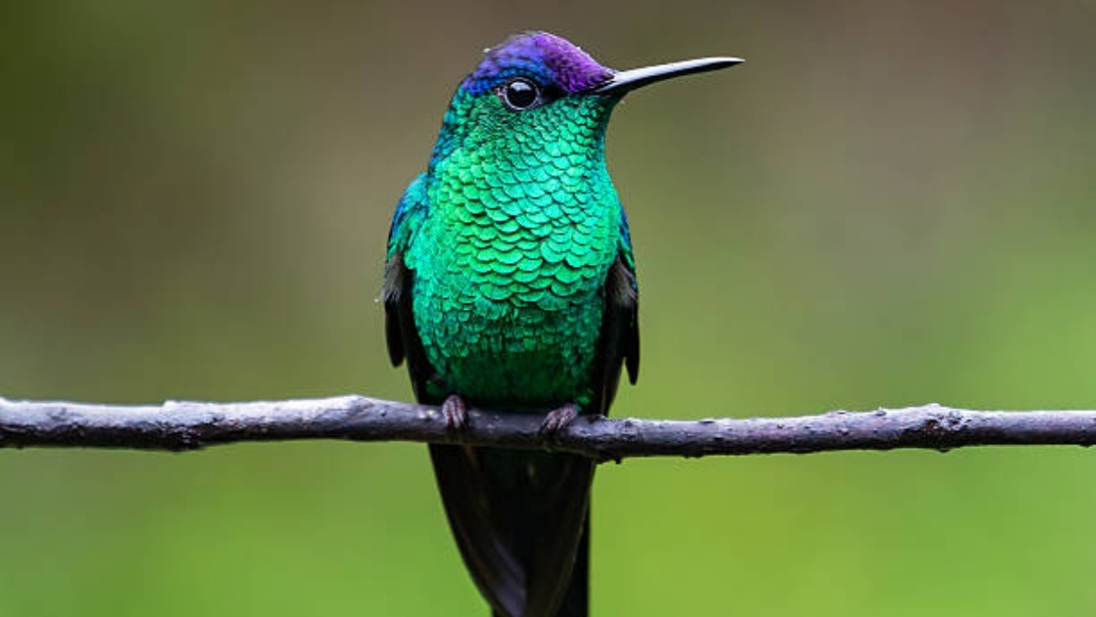 Signs your connection with hummingbirds may reveal your hidden life energy