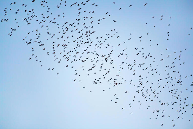 Florida counselor discovers 50 bats living inside office