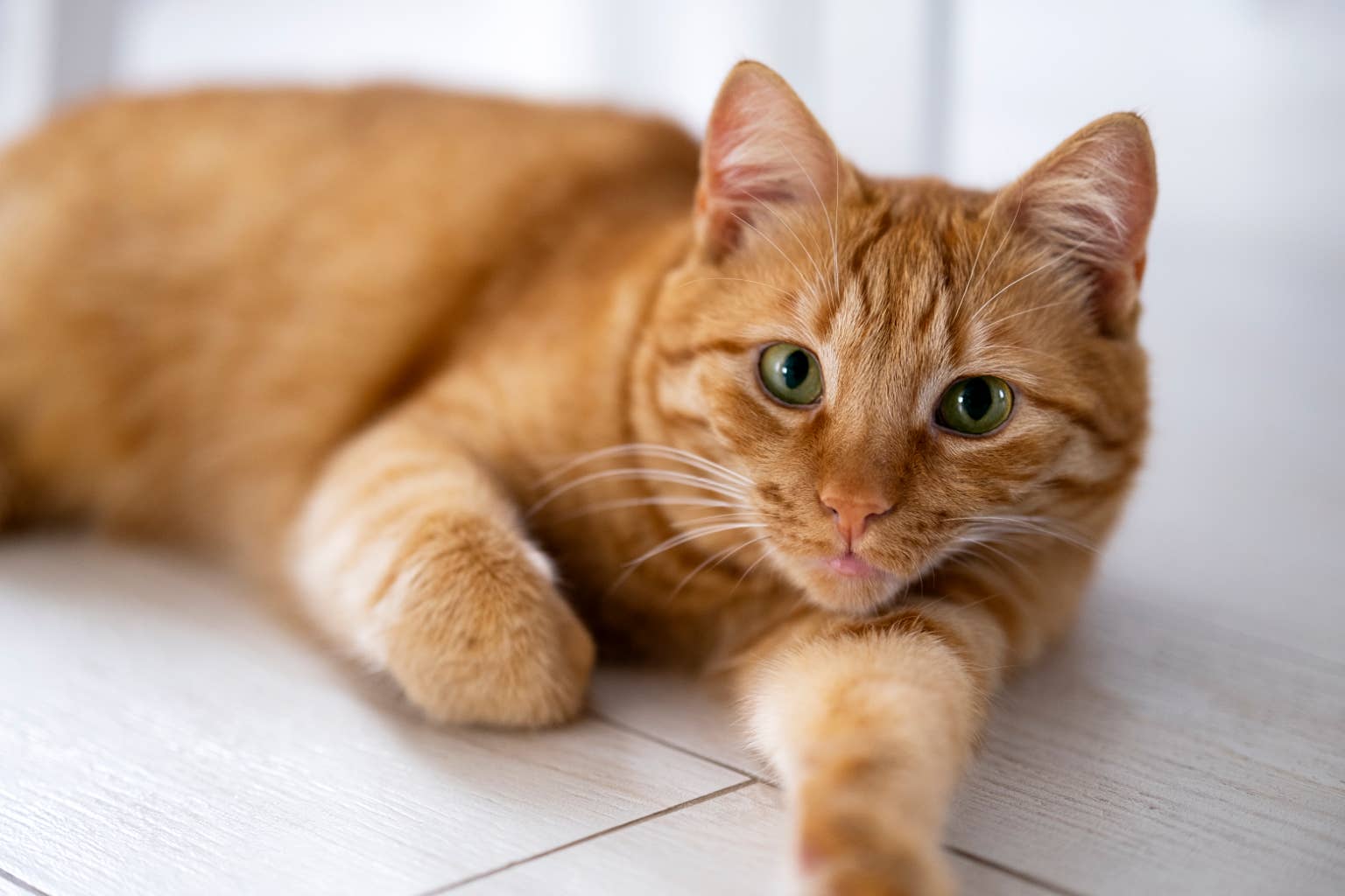 A cat is completely shocked the moment a crowd starts cheering for him