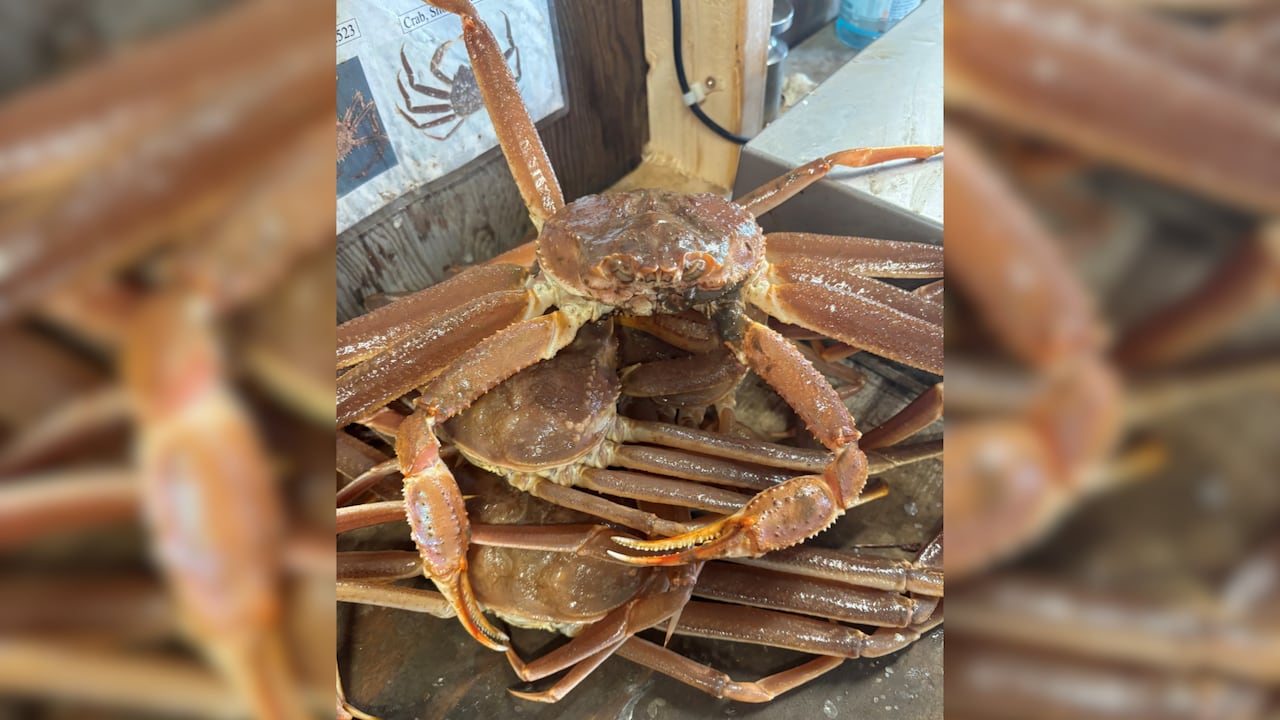 Ottawa weighing partial closure of NS snow crab fishery due to ...