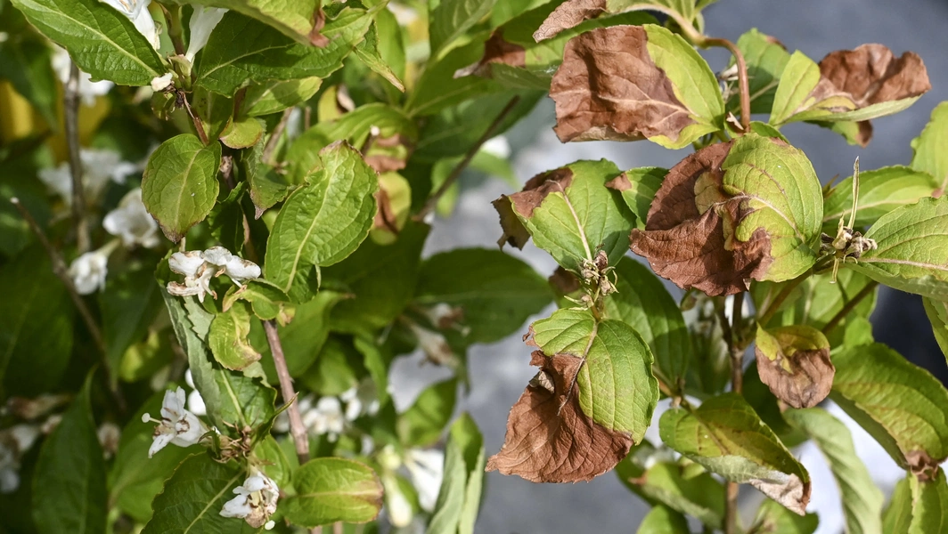 8 causes of brown tips on plant leaves
