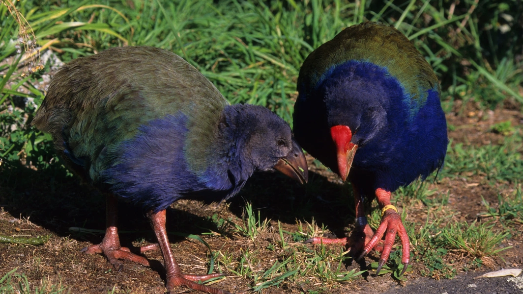 10 remarkable returns of species, brands, and technology