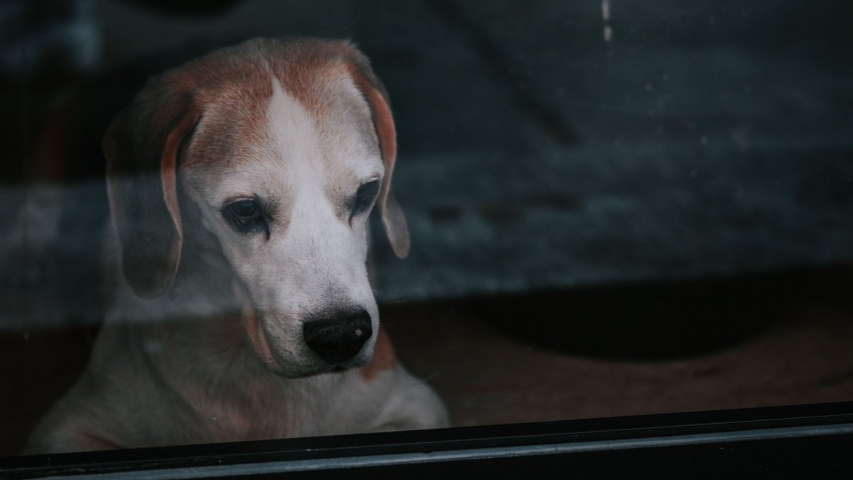 Is your dog hiding pain? 9 signs you should never ignore