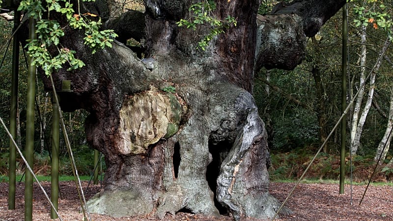 Robin Hood’s famed Sherwood Forest 1,200-year-old oak tree declared dead