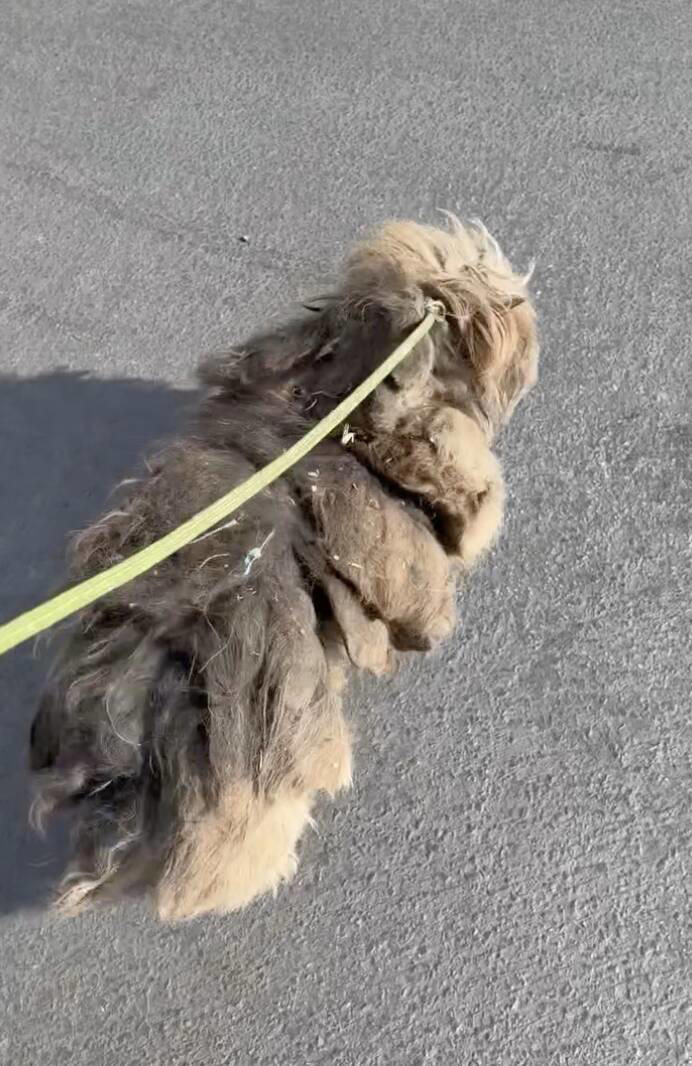 Matted dog living under car in 'unbearable heat' turns heads after his ...