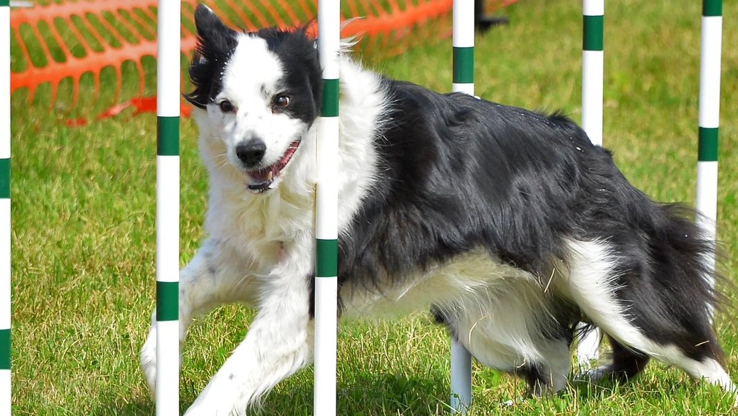 10 most intelligent dog breeds and their unique skills