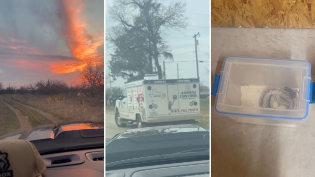 Texas officers answer a call about an illegal pet and find a Siamese ...