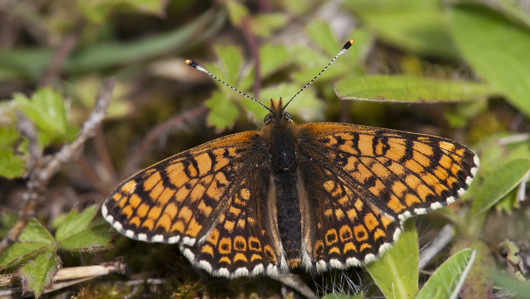 4 women who advanced butterfly science