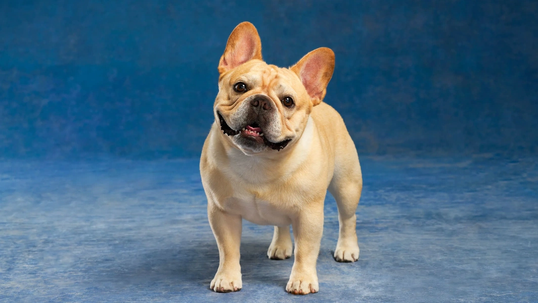 10 dog breeds similar to French bulldogs