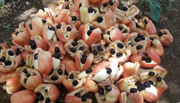 They found the most dangerous fruit in the world
