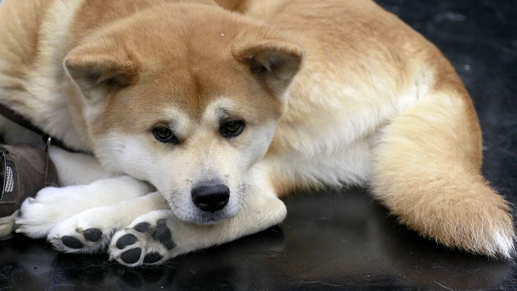 7 dog breeds comfortable being alone