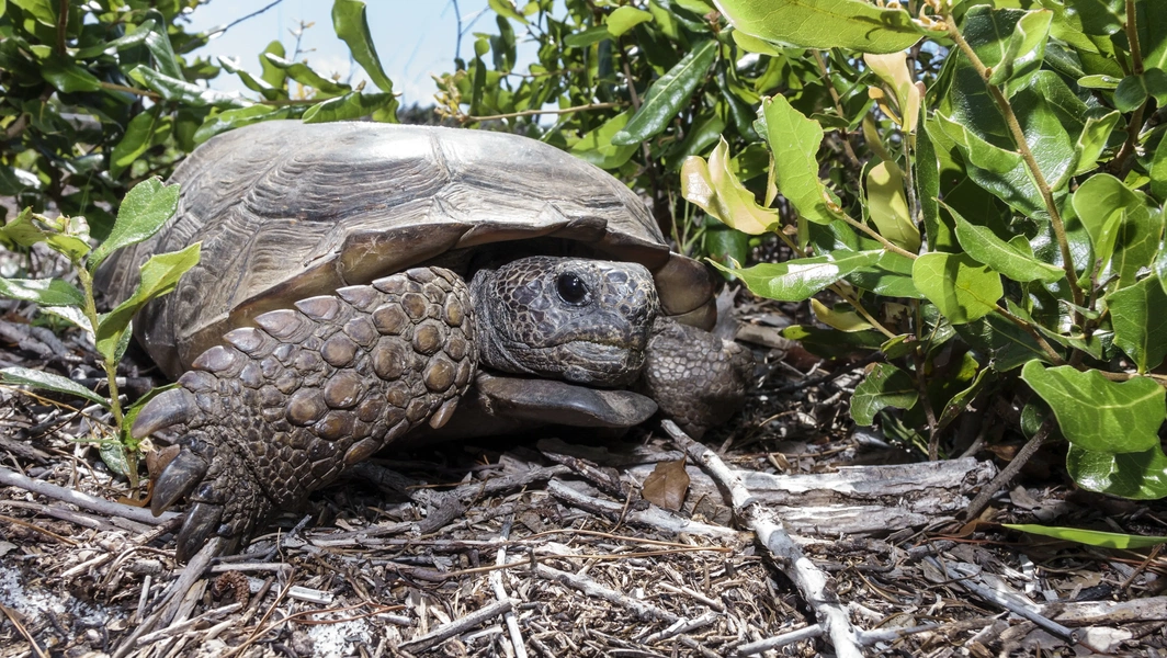 4 invasive lizards impacting US ecosystems