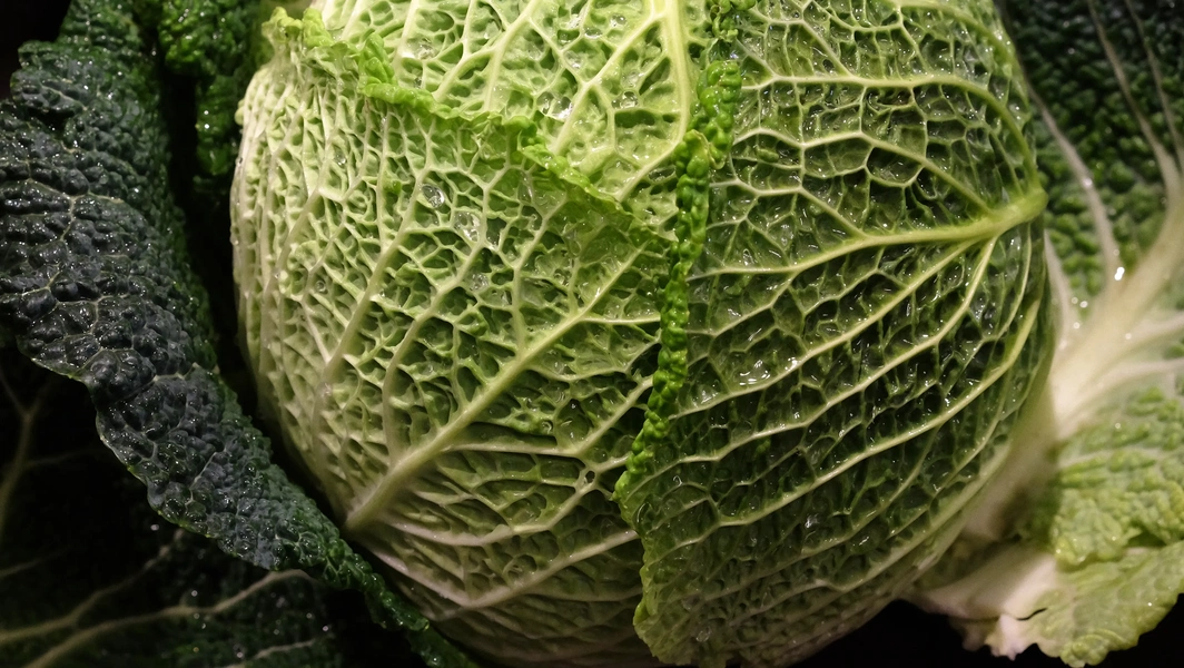 Cabbage rolls from tradition to trend