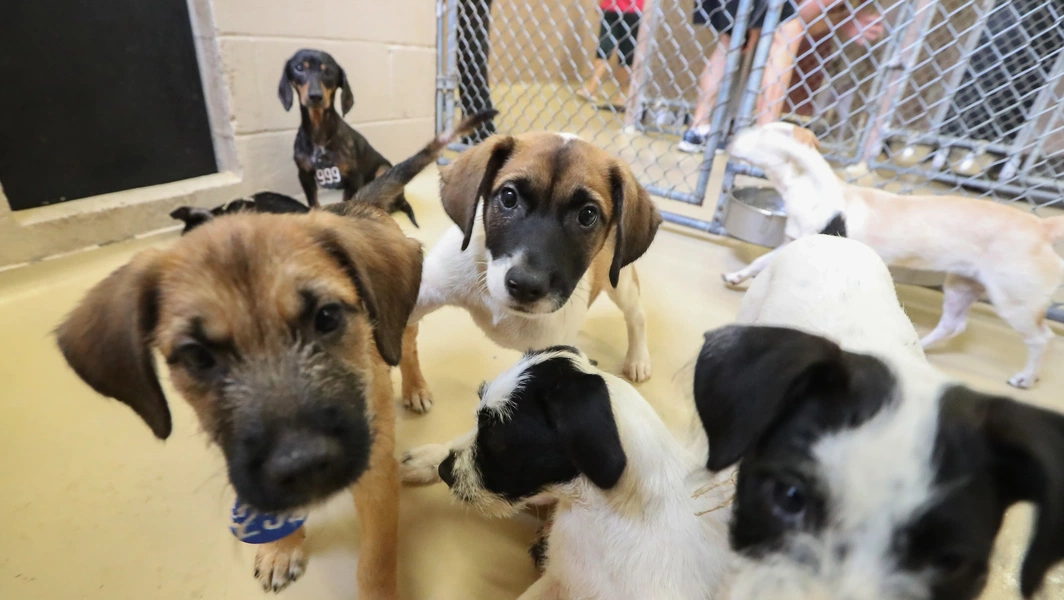 Shelter puppies often defy early breed guesses, studies show