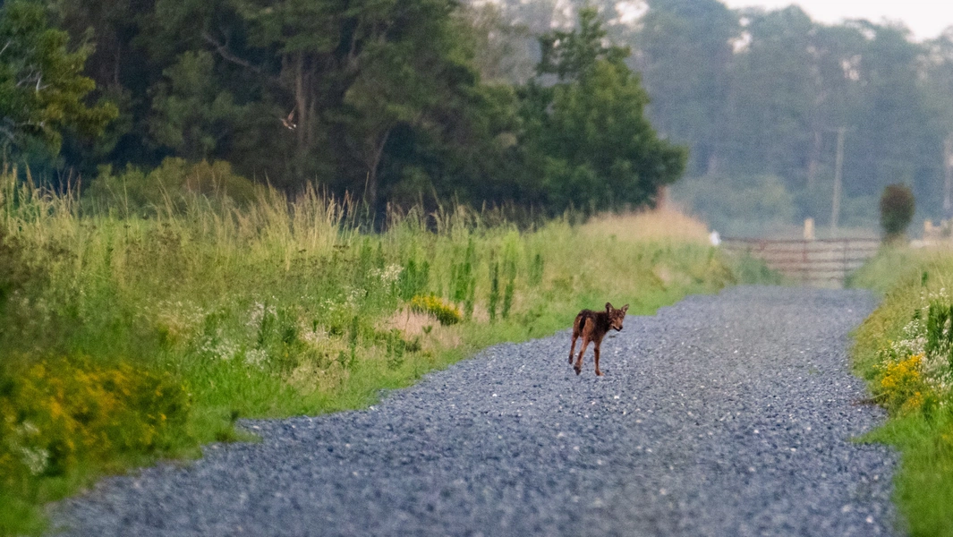 11 rare and endangered animals in the United States